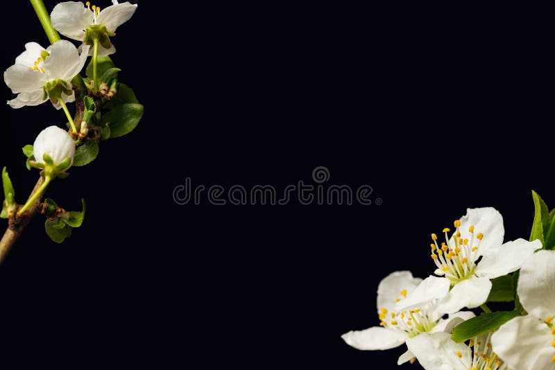 Spring Background for Designer with Floral Corners Stock Photo - Image ...