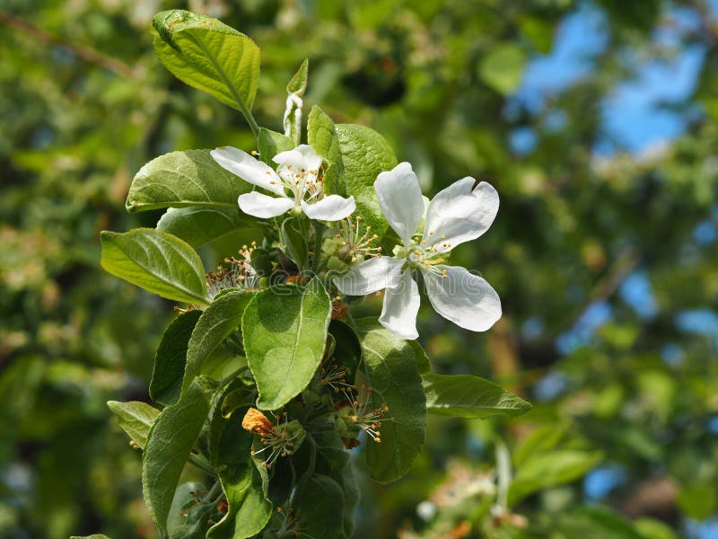 Last Flowers of the Season at Night Stock Image - Image of last, night ...