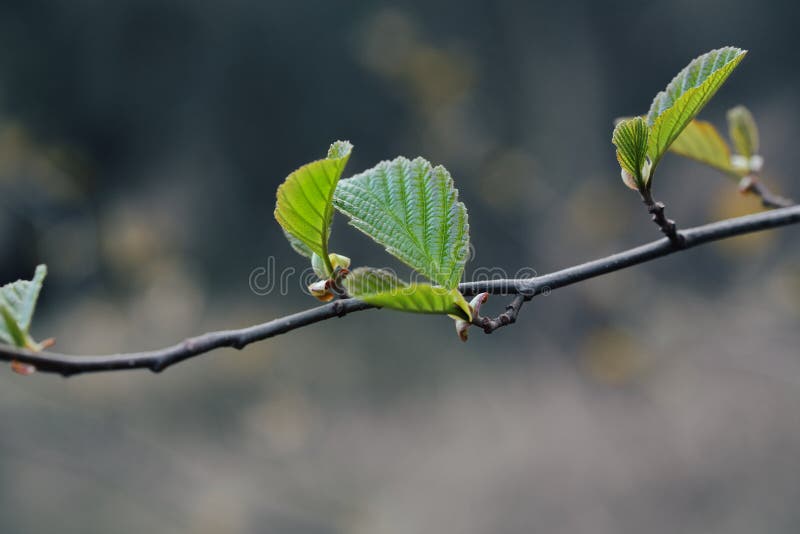 Spring Background with First Leaves on a Twig Stock Image - Image of ...