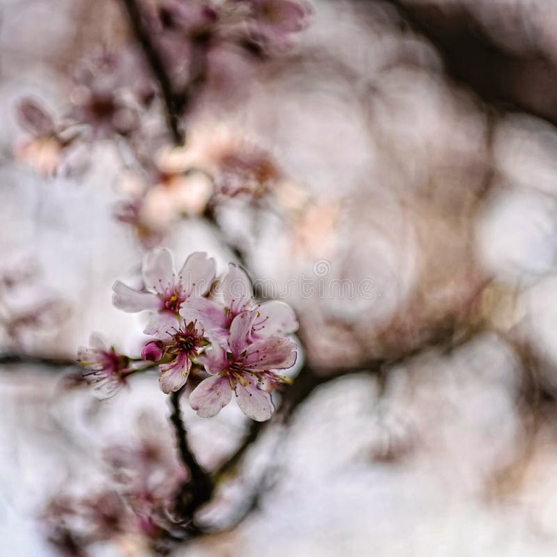 Close Up of Cherry Blossom in the Spring Stock Image - Image of ...