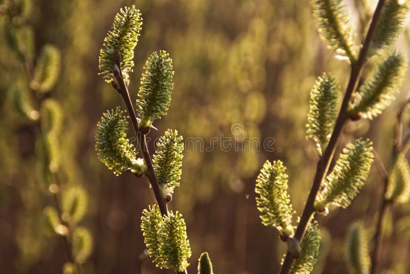 Spring Willow Background stock image. Image of forest - 244285407