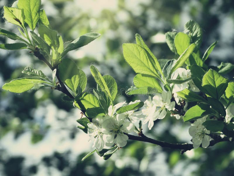 Spring Background of Flowering Tree and Leaves Stock Photo - Image of ...