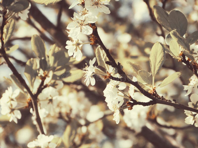 Spring Background of Flowering Tree and Leaves Stock Photo - Image of ...