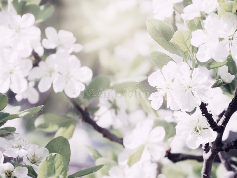 Spring Background of Flowering Tree and Leaves Stock Photo - Image of ...