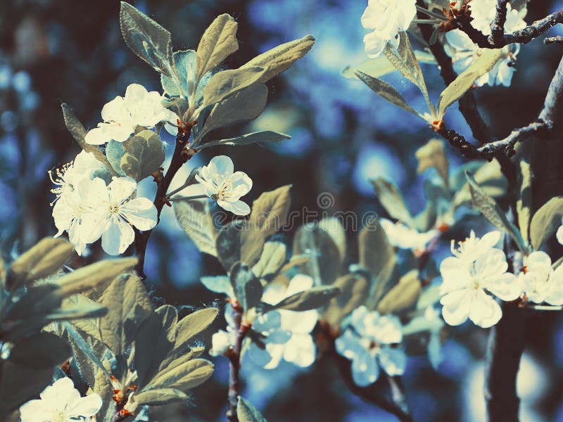 Spring Background of Flowering Tree and Leaves Stock Image - Image of ...