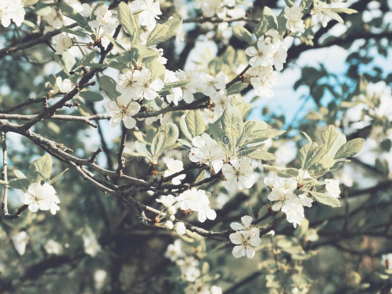 Spring Background of Flowering Tree and Leaves Stock Image - Image of ...