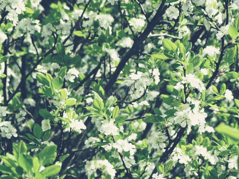 Spring Background of Flowering Tree and Leaves Stock Photo - Image of ...