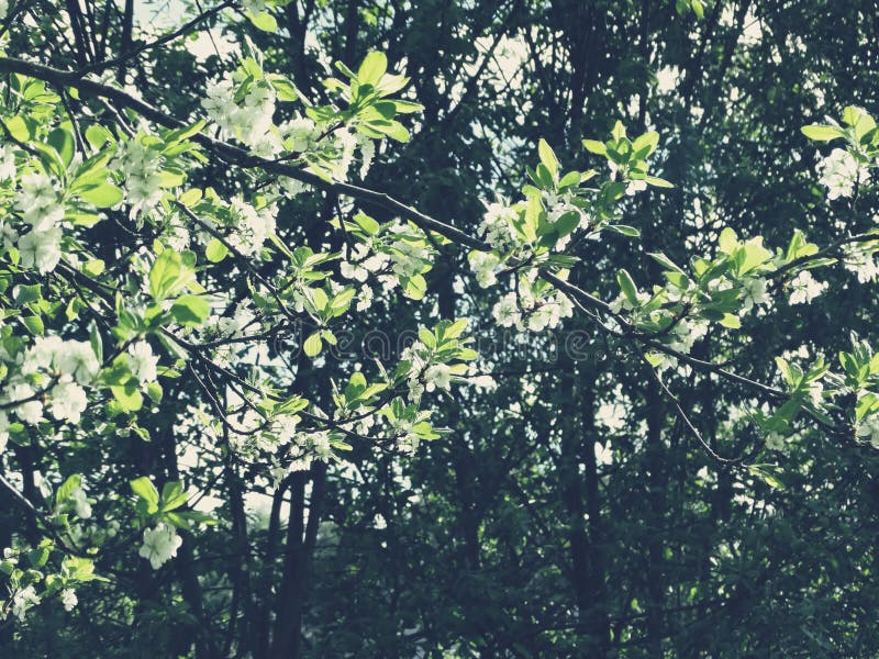 Spring Background of Flowering Tree and Leaves Stock Photo - Image of ...
