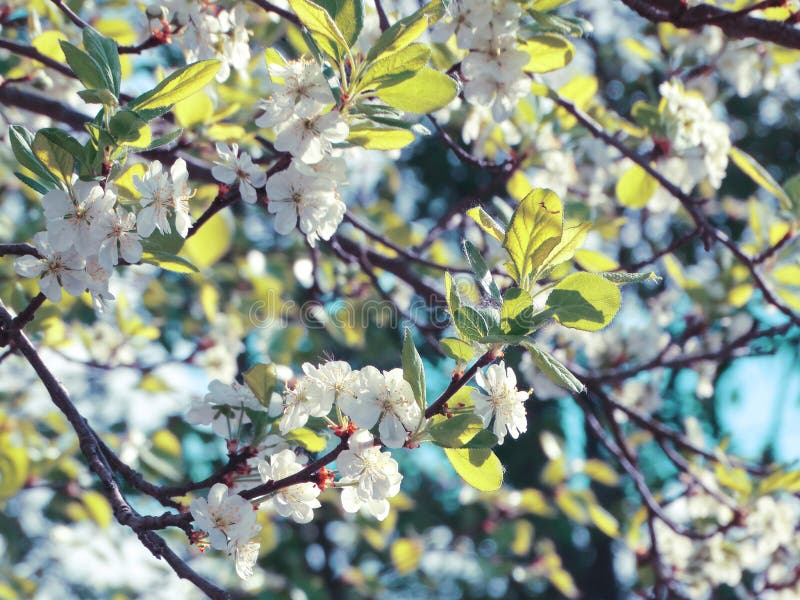 Spring Background of Flowering Tree and Leaves Stock Photo - Image of ...