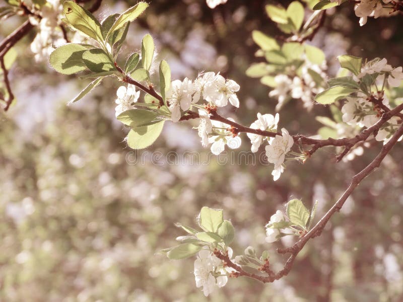 Spring Background of Flowering Tree and Leaves Stock Photo - Image of ...