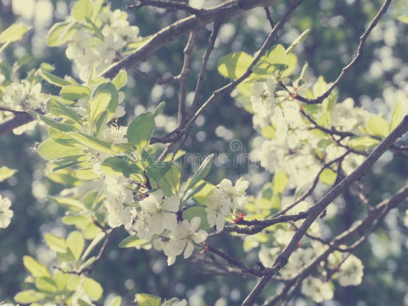 Spring Background of Flowering Tree and Leaves Stock Image - Image of ...