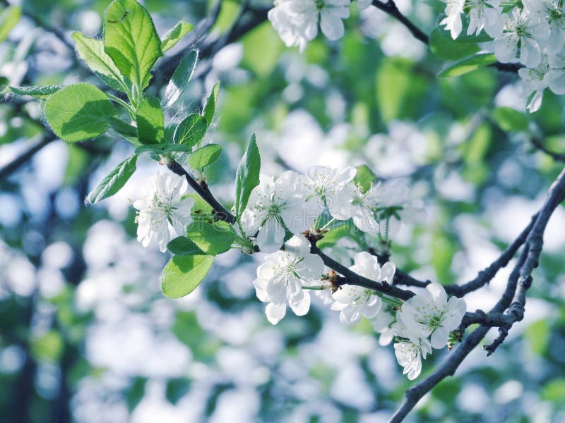 Spring Background of Flowering Tree and Leaves Stock Image - Image of ...