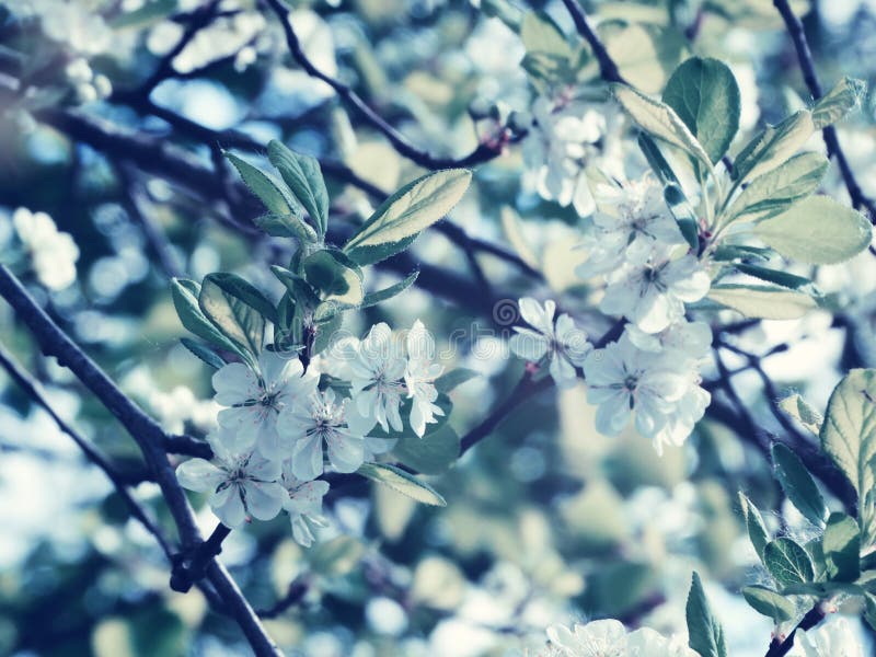 Spring Background of Flowering Tree and Leaves Stock Photo - Image of ...