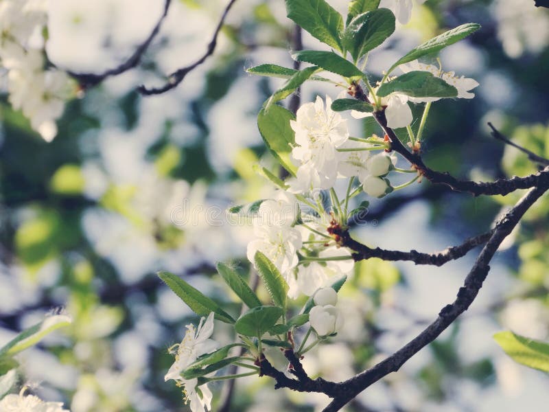 Spring Background of Flowering Tree and Leaves Stock Photo - Image of ...