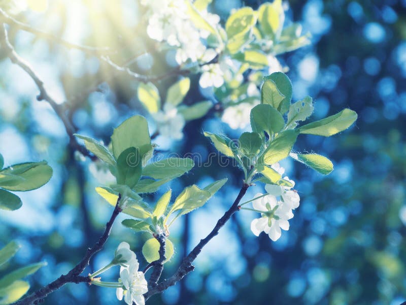 Spring Background of Flowering Tree and Leaves Stock Image - Image of ...