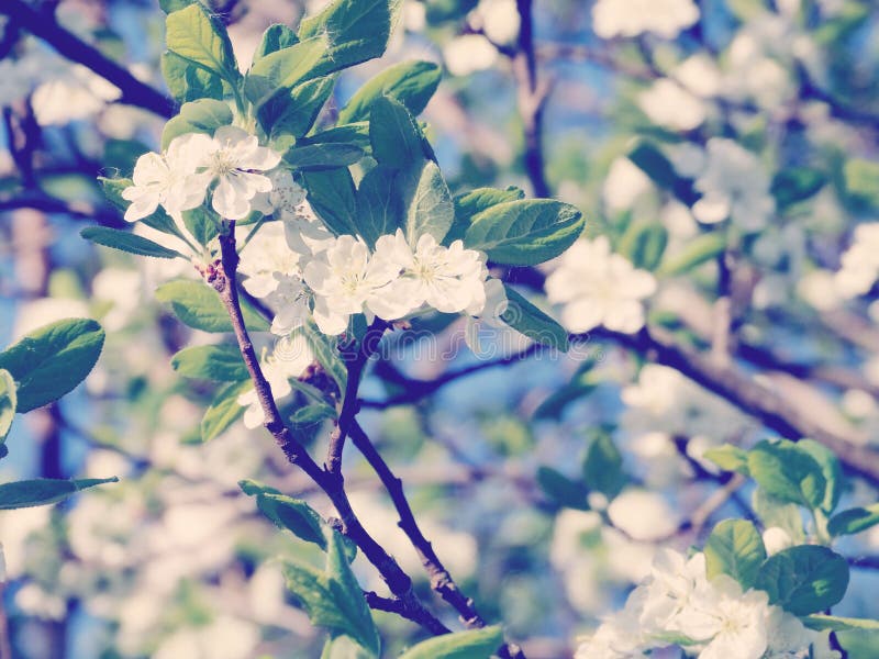Spring Background of Flowering Tree and Leaves Stock Photo - Image of ...