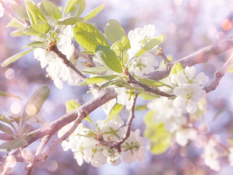 Spring Background of Flowering Tree and Leaves Stock Image - Image of ...