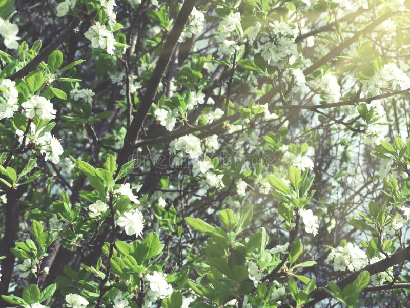 Spring Background of Flowering Tree and Leaves Stock Image - Image of ...