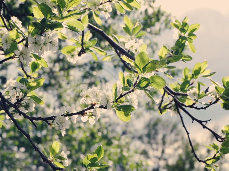 Spring Background of Flowering Tree and Leaves Stock Photo - Image of ...