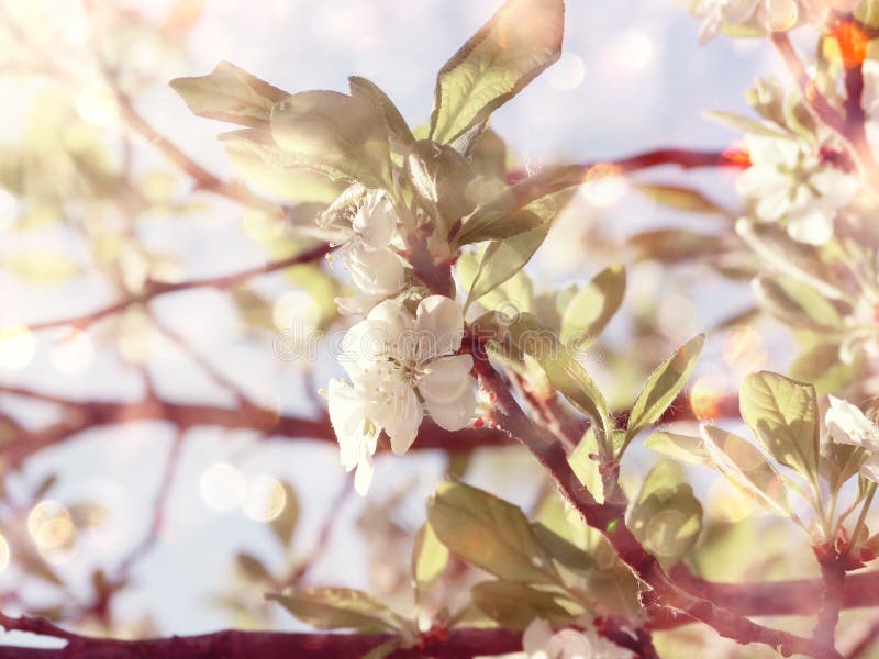Spring Background of Flowering Tree and Leaves Stock Image - Image of ...