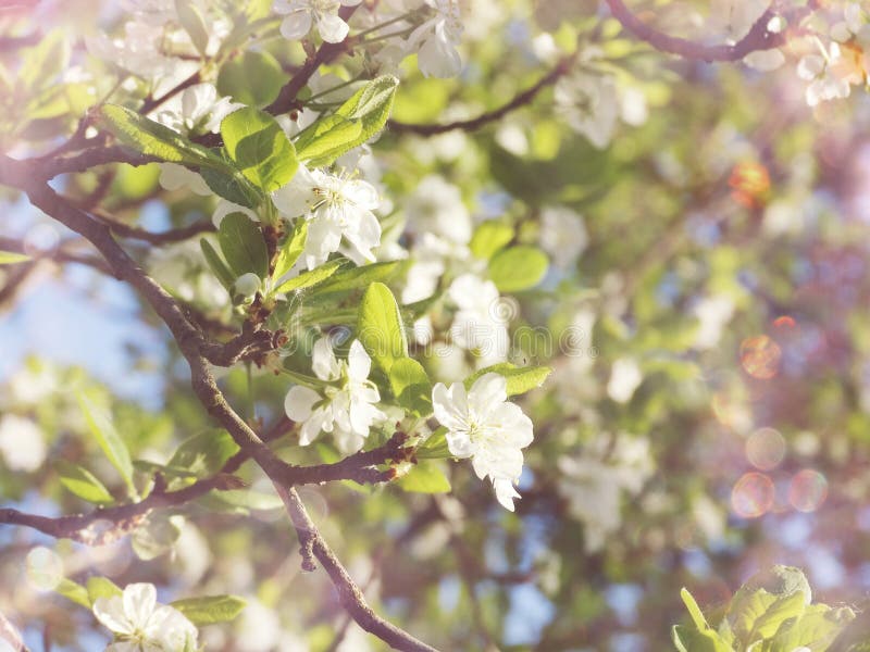 Spring Background of Flowering Tree and Leaves Stock Image - Image of ...