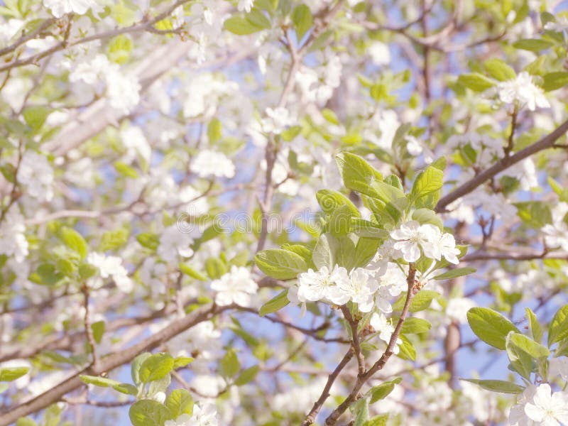 Spring Background of Flowering Tree and Leaves Stock Photo - Image of ...