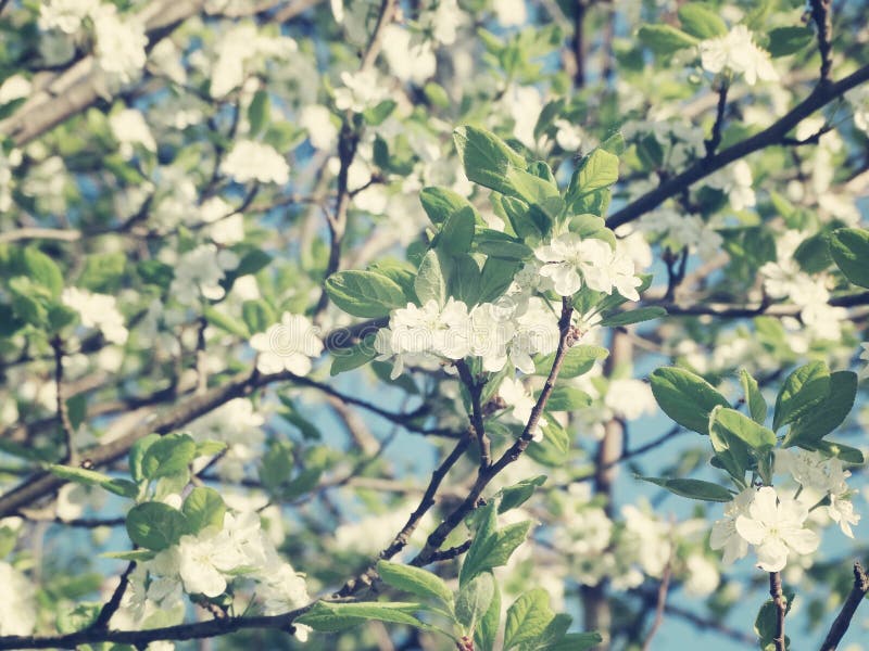 Spring Background of Flowering Tree and Leaves Stock Image - Image of ...