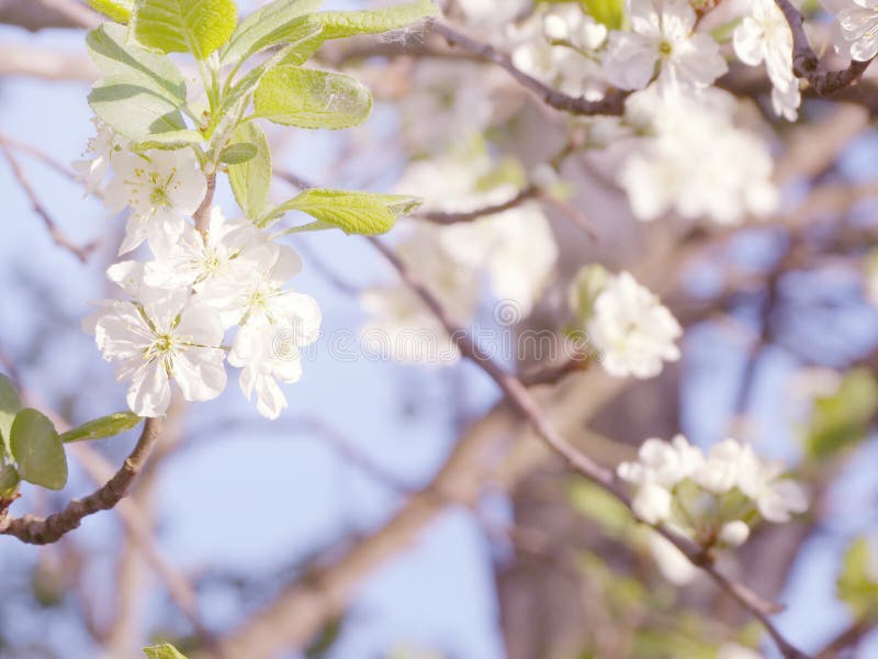 Spring Background of Flowering Tree and Leaves Stock Image - Image of ...