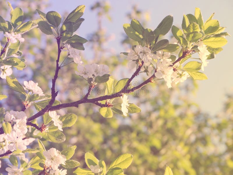 Spring Background of Flowering Tree and Leaves Stock Photo - Image of ...