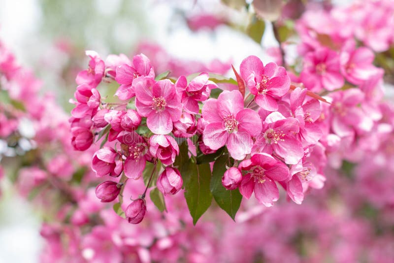 Red Apple Tree Flowers.Crabapple Trees Blooming.Spring Season Stock ...