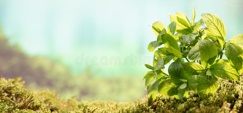Forest small trees stock photo. Image of forest, season - 216549810