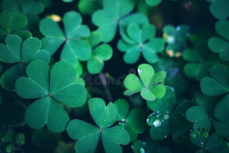 Spring Background Frame, Green Clover Leaf Isolated for Background ...