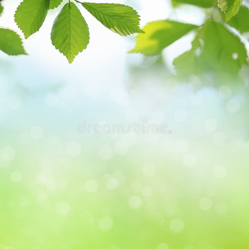 Nature Background. Green Tree Leaves Frame Stock Image - Image of plant ...