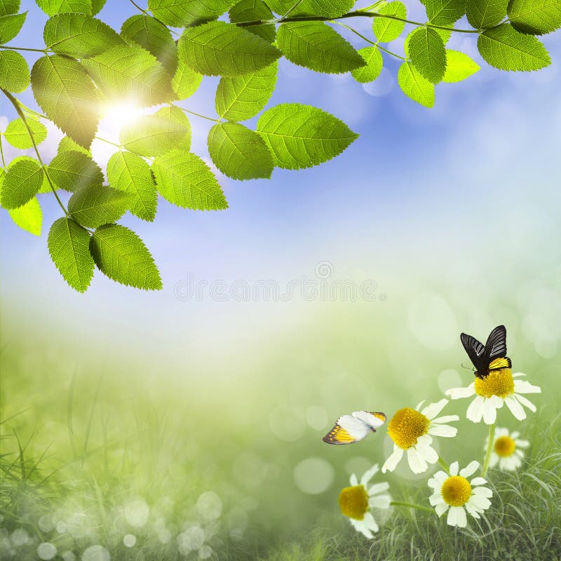 Spring or Summer Abstract Background with Bokeh Lights. Stock ...