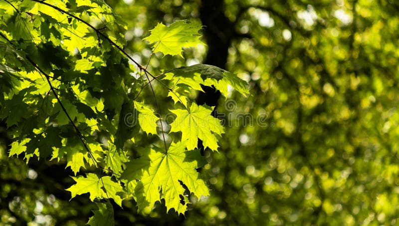 Spring Background with Fresh Maple Leaves in Sunlight Stock Image ...