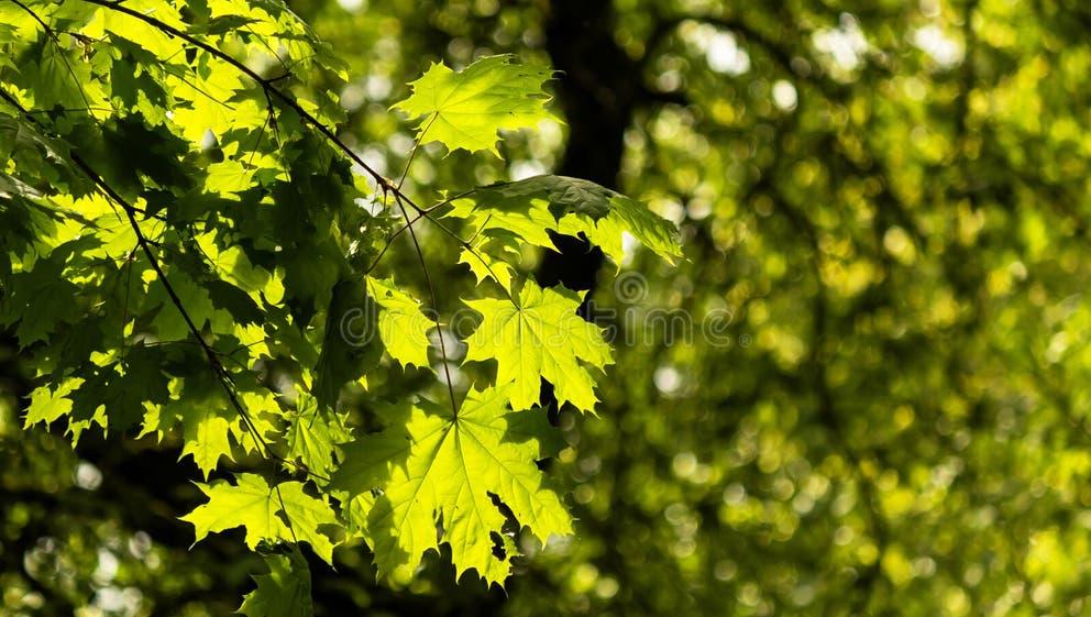 Spring Background with Fresh Maple Leaves in Sunlight Stock Image ...