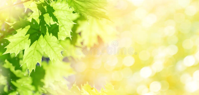 Natural bright background stock photo. Image of botany - 108819312