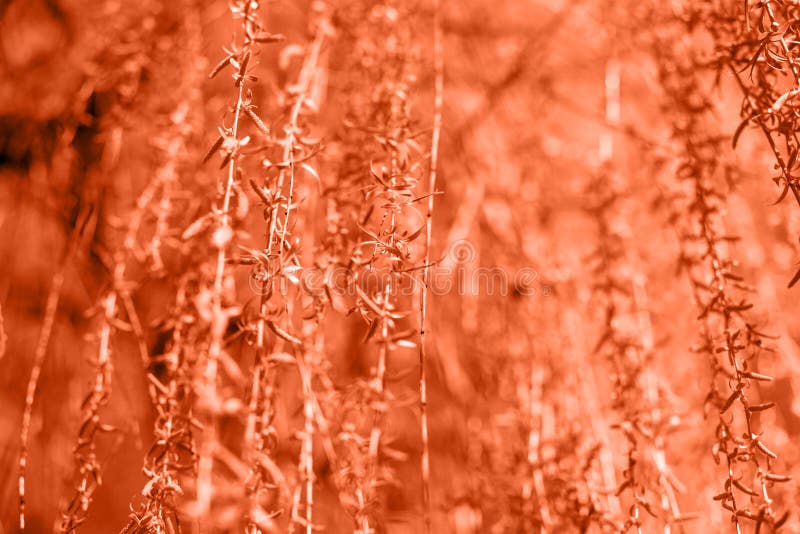 Spring Background with Bright Fresh Willow Leaves. Toned in Coral Color ...