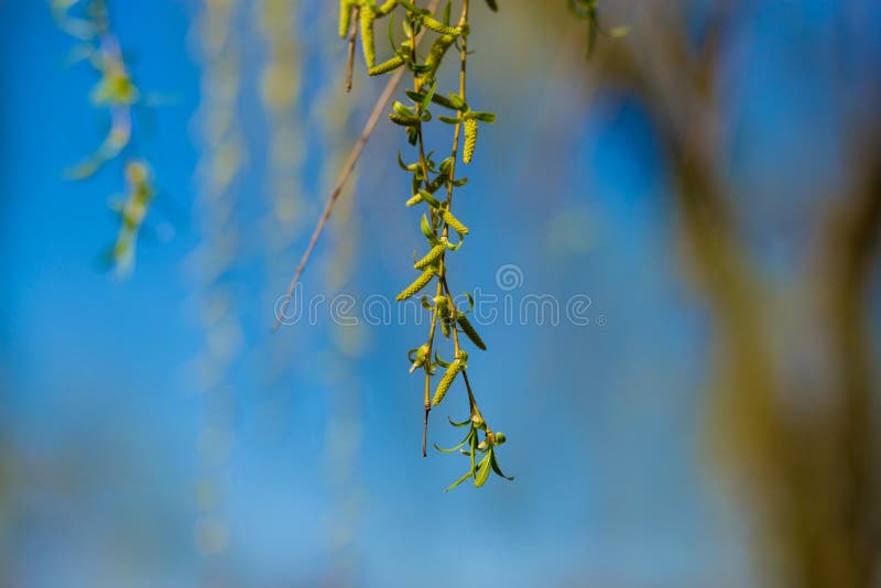 Spring Background with Fresh Willow Leaves Stock Photo - Image of close ...