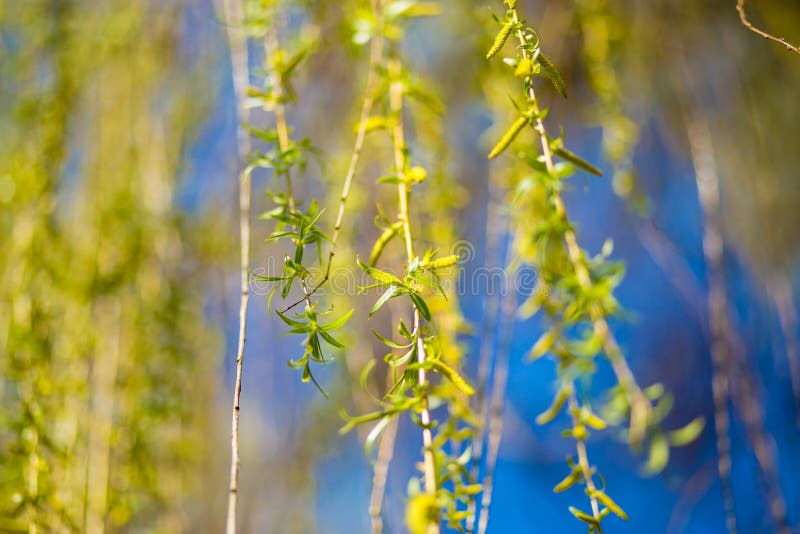 Spring Background with Fresh Willow Leaves Stock Photo - Image of ...