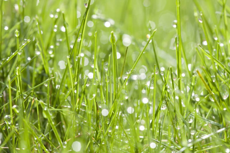 Spring Background of Grass with Dew Stock Photo - Image of closeup ...