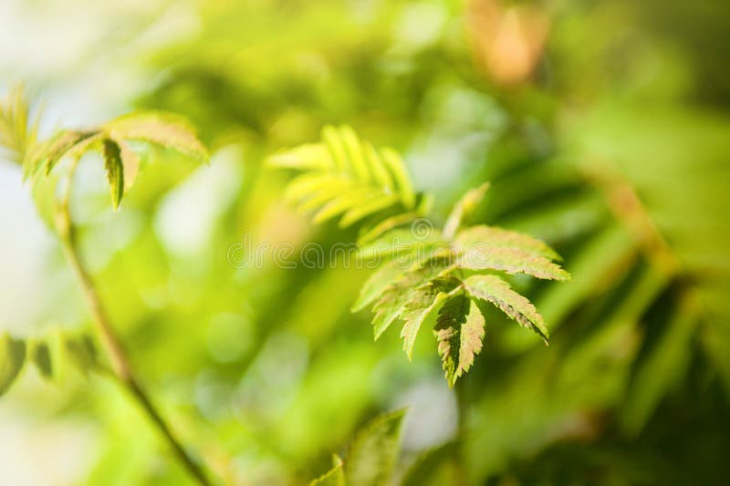 Spring Background with Green Leaves Stock Photo - Image of ecology ...