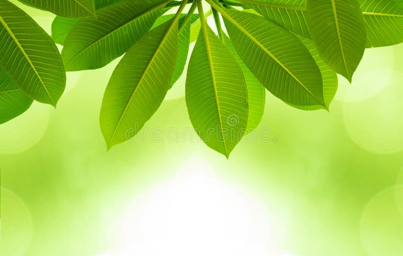 Spring Background with Green Leaves Stock Photo - Image of blinking ...
