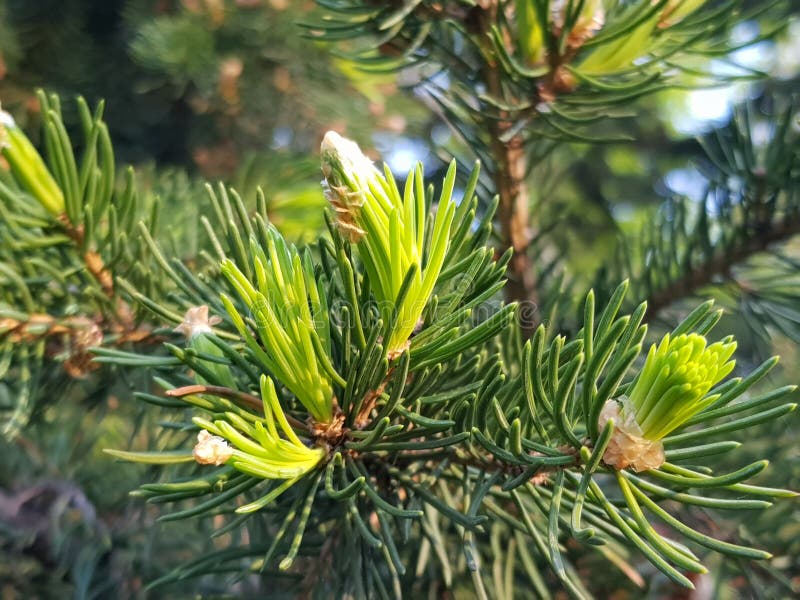 Young green needles. stock image. Image of texture, nature - 180377557