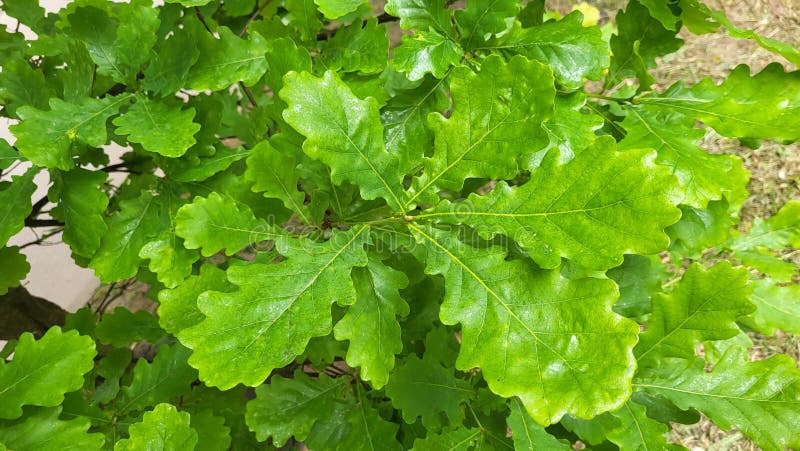 Spring Background, Green Oak Leaves in Close-up. a Beautifully Shaped ...
