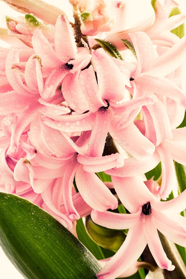 Hyacinth flower stock photo. Image of growth, park, colorful - 30241688