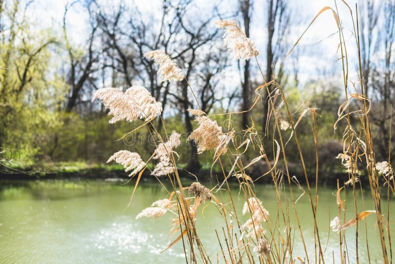 Spring Background with Lake and Branches of Reeds. Stock Photo - Image ...
