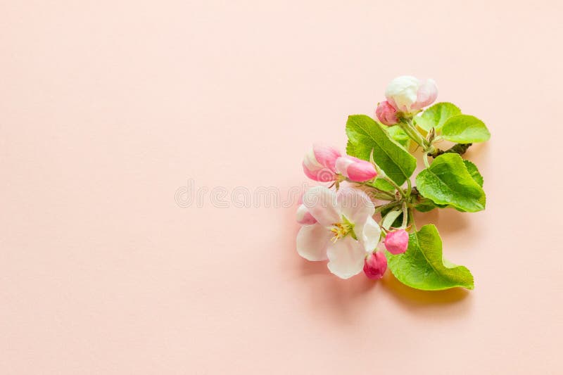 Spring Background. Light Pink Apple Flowers Stock Photo - Image of ...