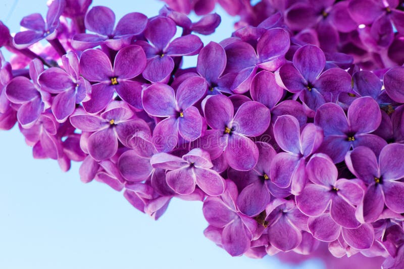 Spring Background with Lilacs Stock Photo - Image of backdrop, bright ...
