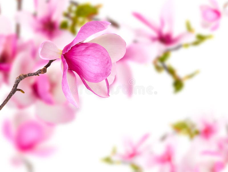 38,327 Spring Magnolia Background Stock Photos - Free & Royalty-Free ...